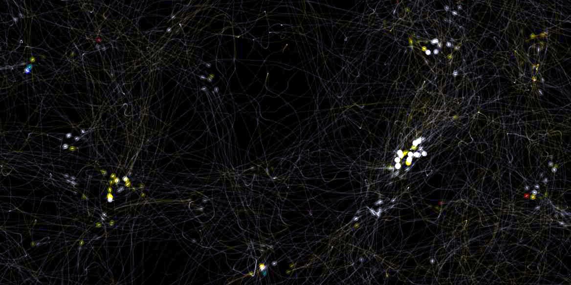 Evolutionary Boids - Carson Russell