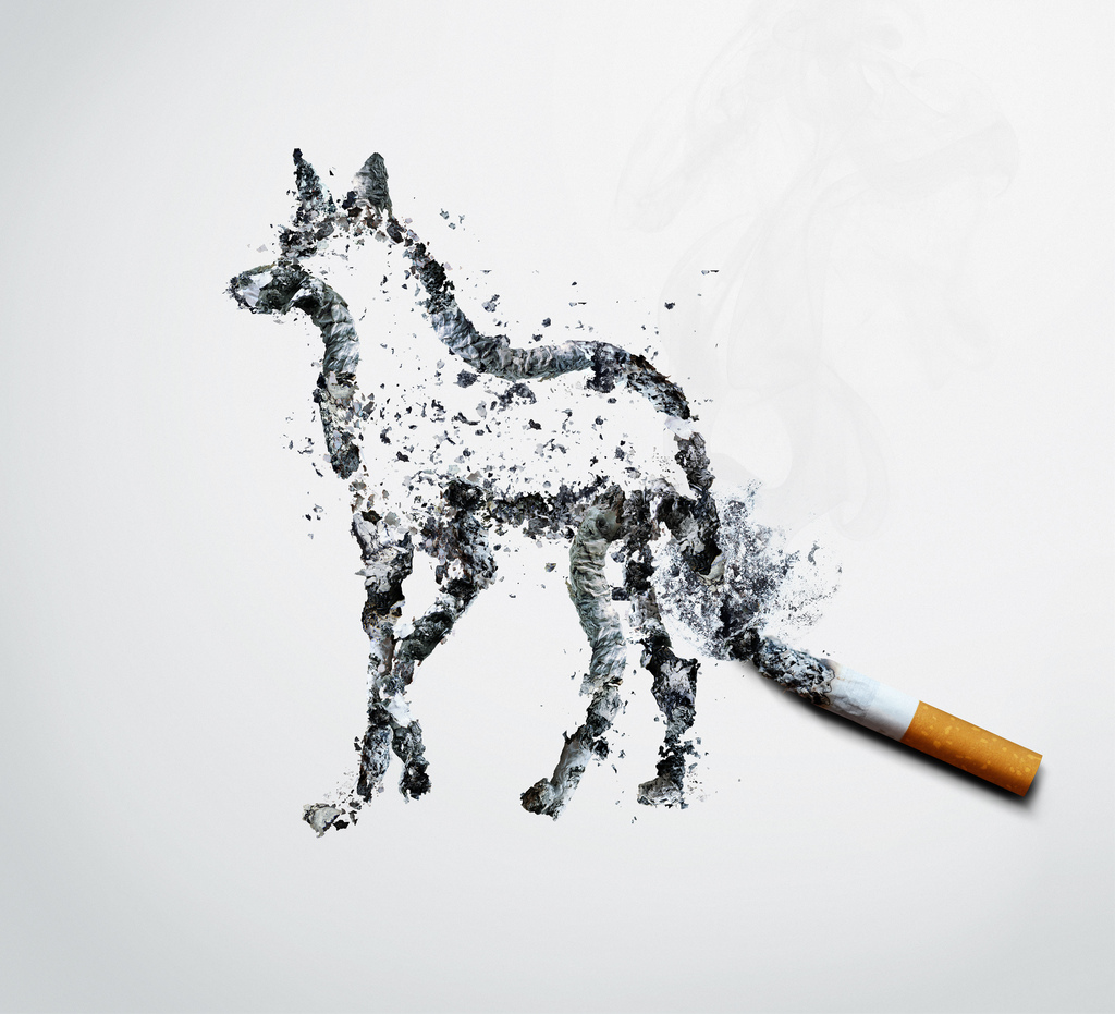 Hyperrealism | Print Ads - Boente