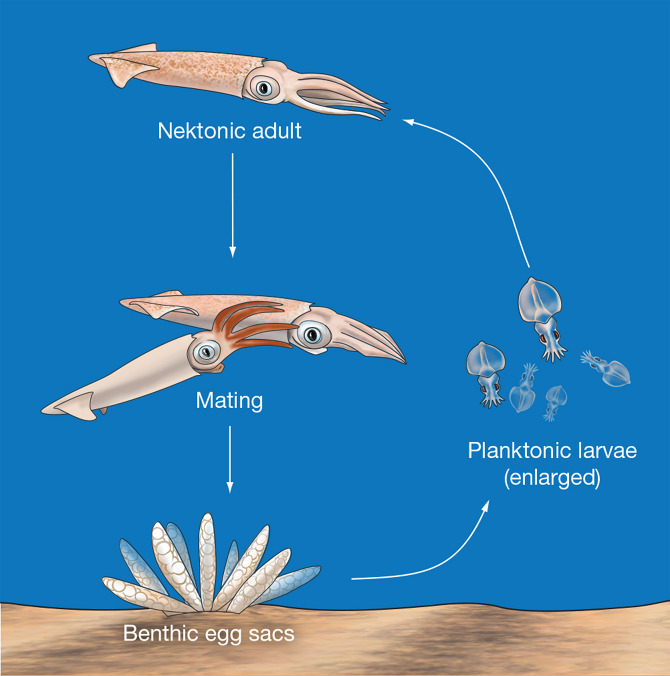 Invertebrates - Justin Hofman - Scientific Illustration - www.justin ...
