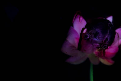 PROJECTION (FLOWER) - Hanako M. Suzuki