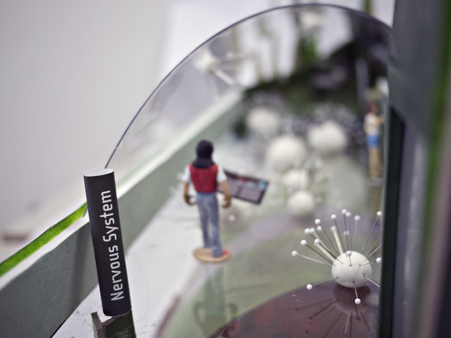 Grasshopper Anatomy Exhibit - Claire Niederberger