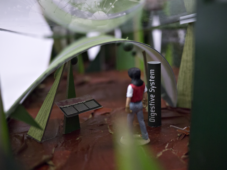 Grasshopper Anatomy Exhibit - Claire Niederberger