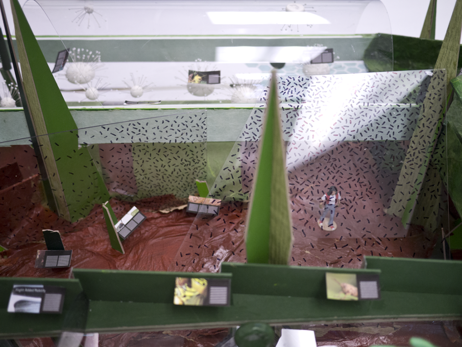 Grasshopper Anatomy Exhibit - Claire Niederberger