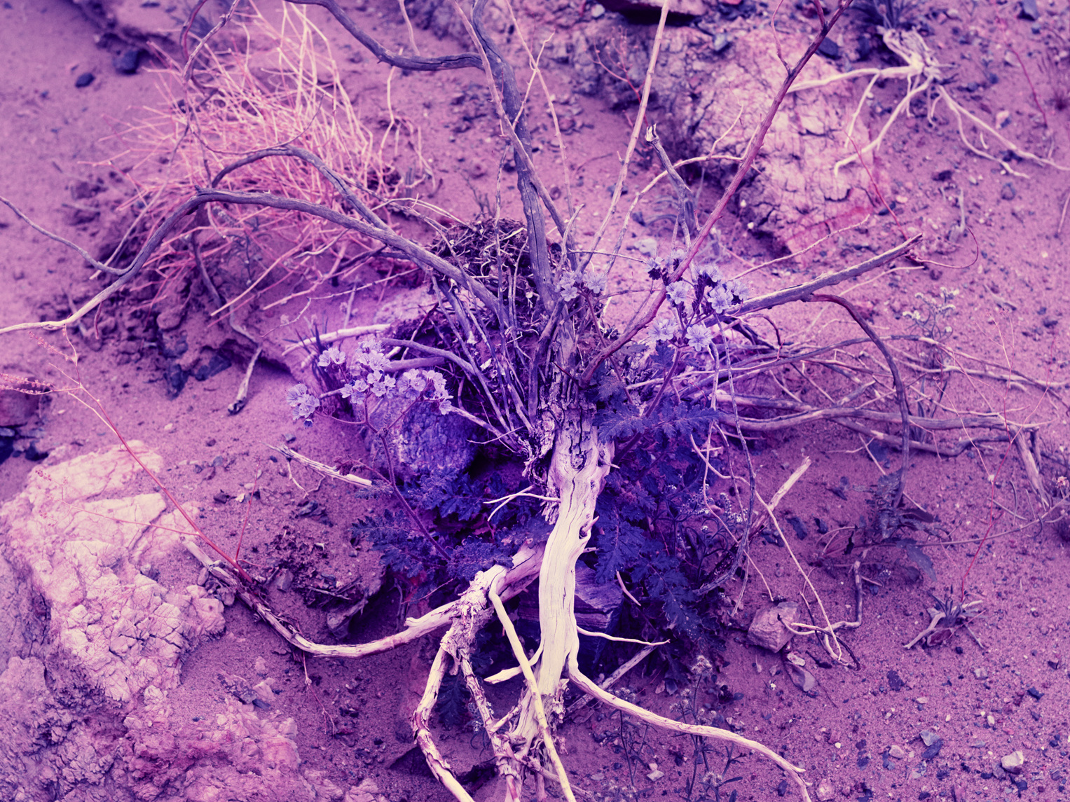 Wildflowers - Maciek Jasik Photography