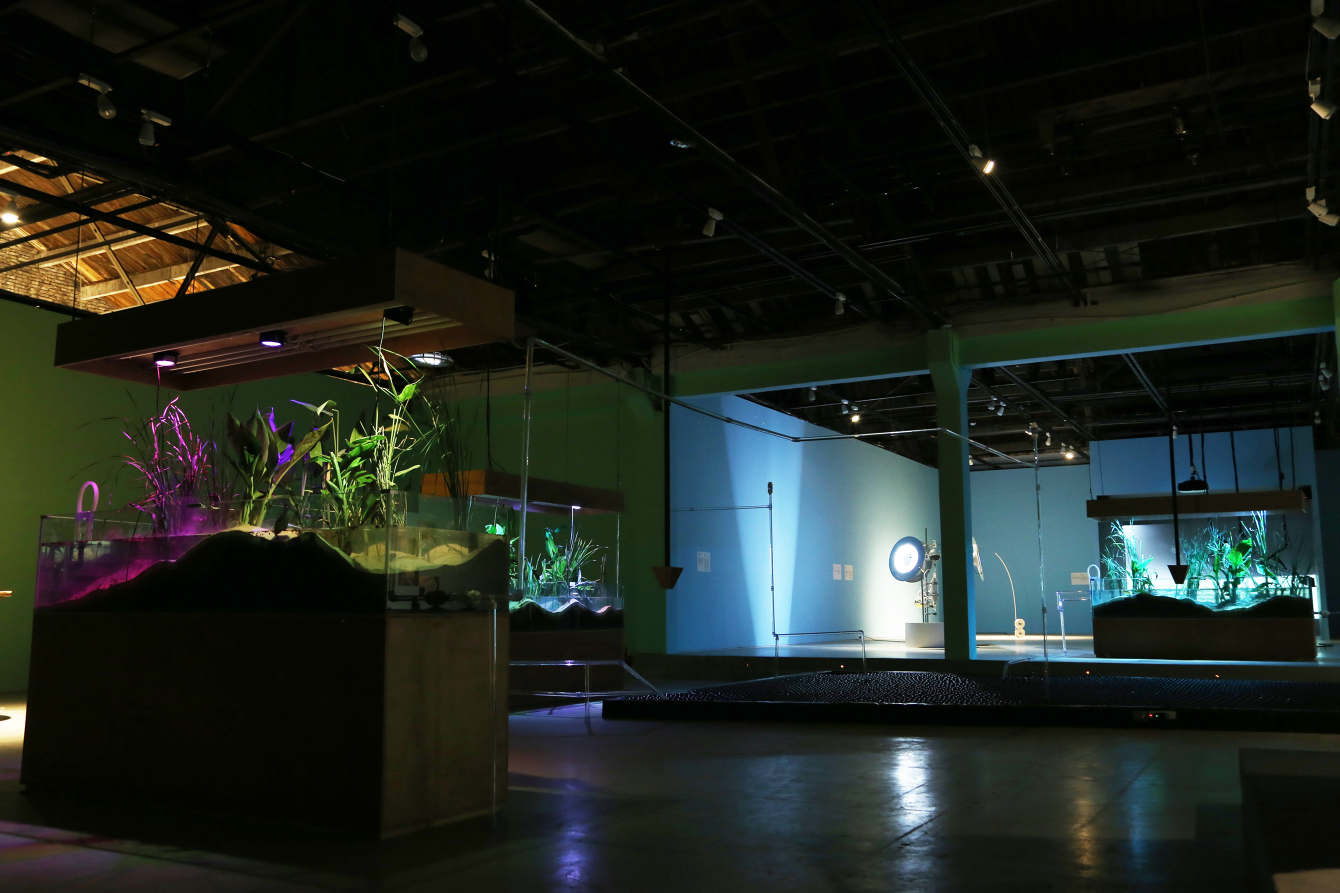 Deep Swamp - tegabrain