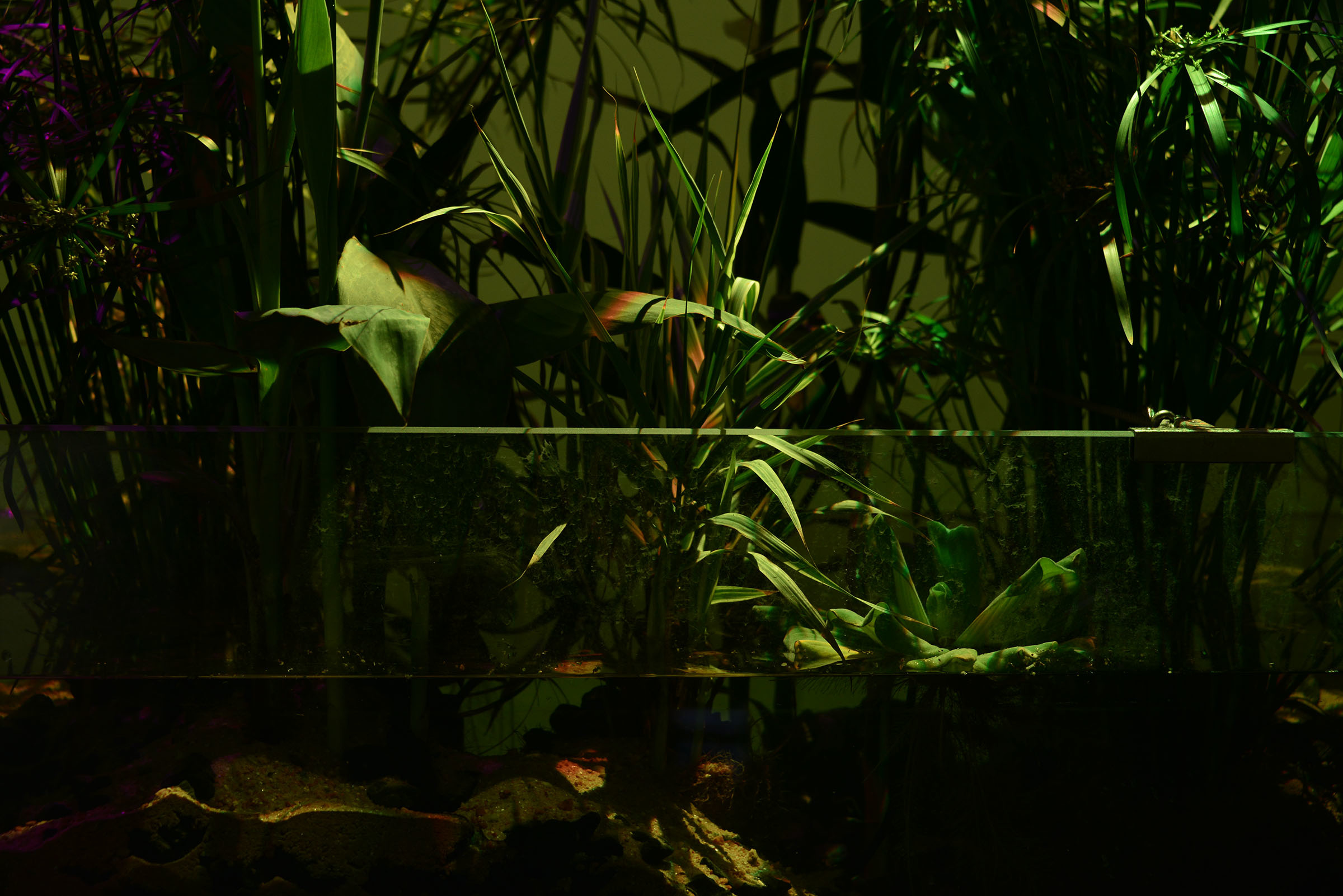 Deep Swamp - tegabrain