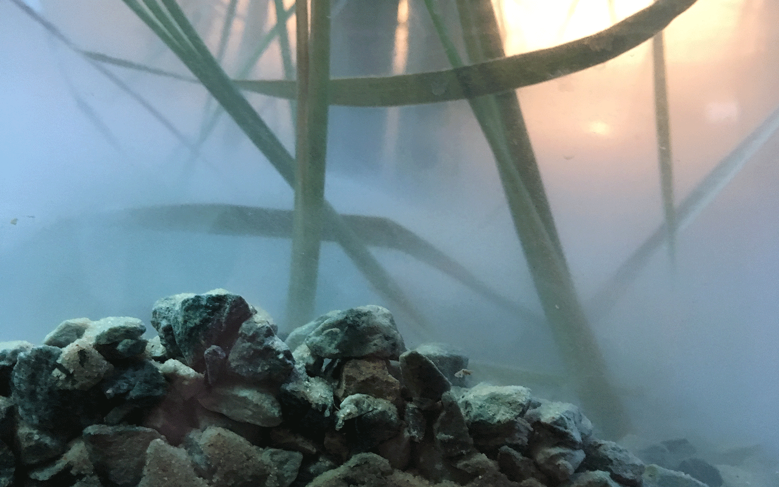 Deep Swamp - tegabrain