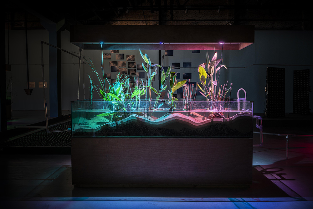 Deep Swamp - tegabrain