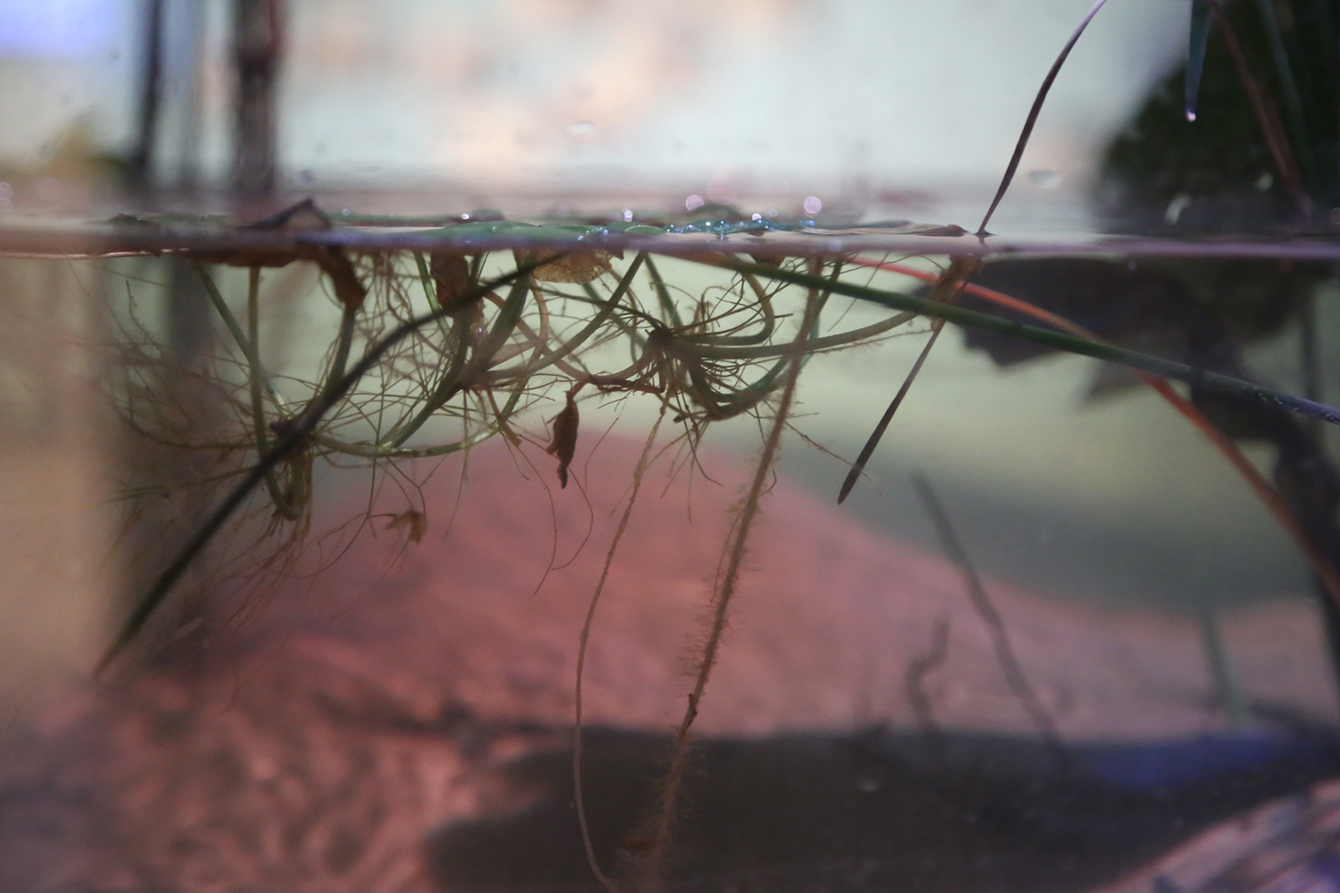 Deep Swamp - tegabrain