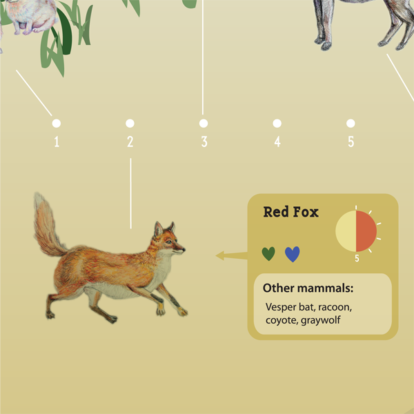 Westcoast Mammals Gestation Periods Gina Kim westcoast-mammals-gestation-periods-gina-kim