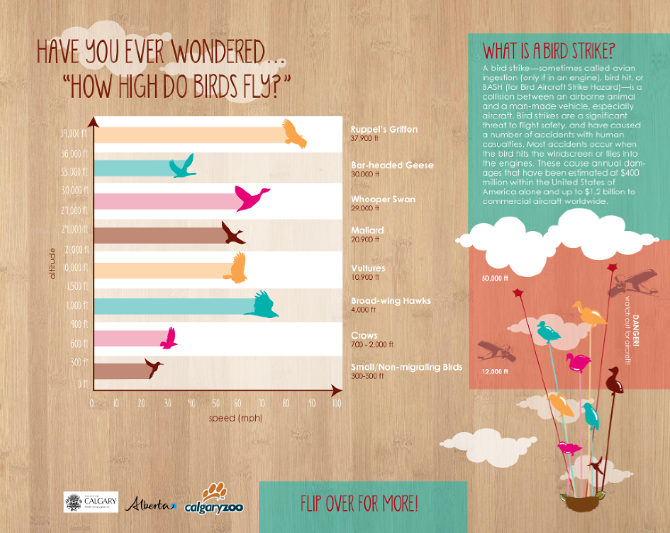 How High Do Birds Fly? - Don't be Ruthless