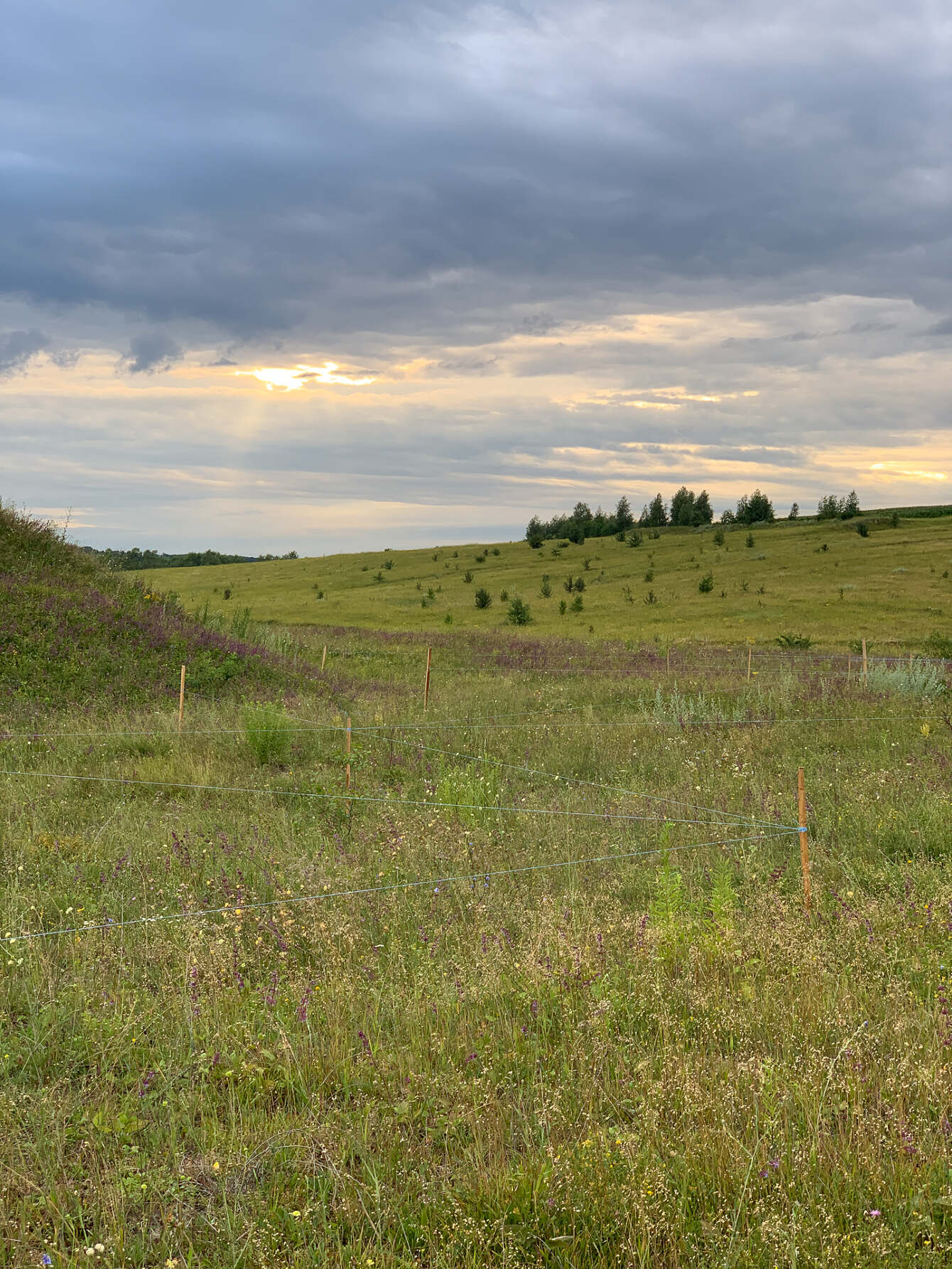 20.07.16 Surveys; figs. 10, 30, 16 - clemenspoole.com