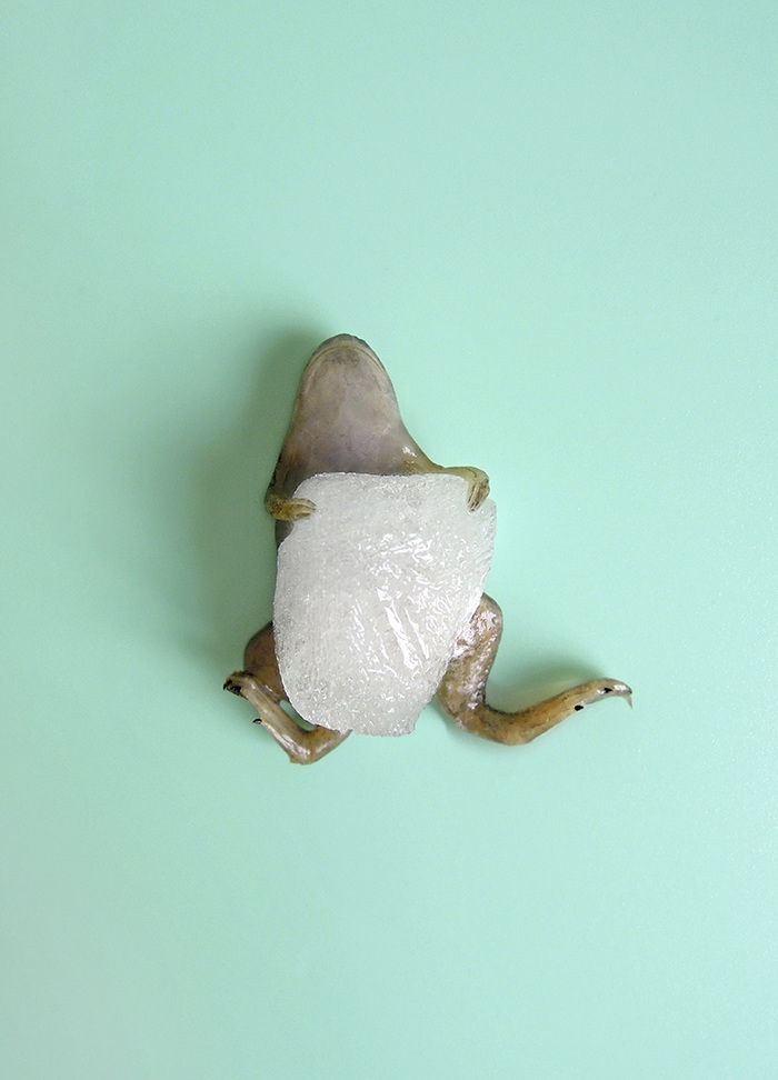 ice frog - Monique Goossens