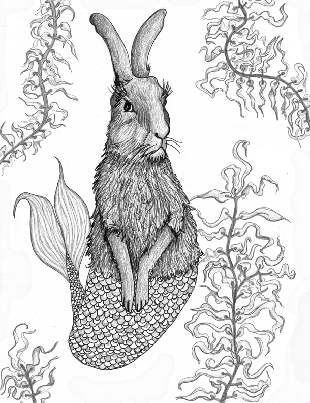 Rabbit-fish - Animalia Bizarre