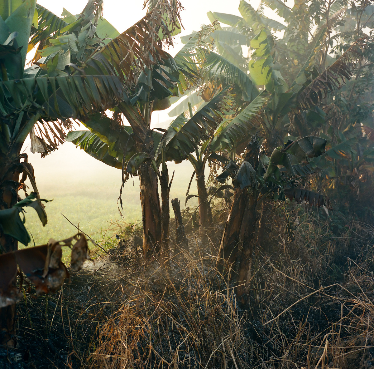 BORDER - Terry Ng