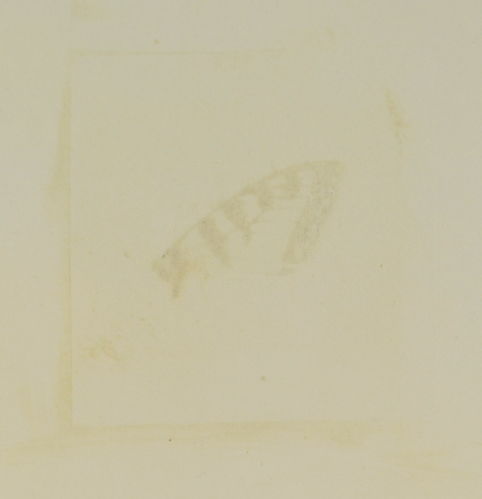 Butterfly - David Farrar