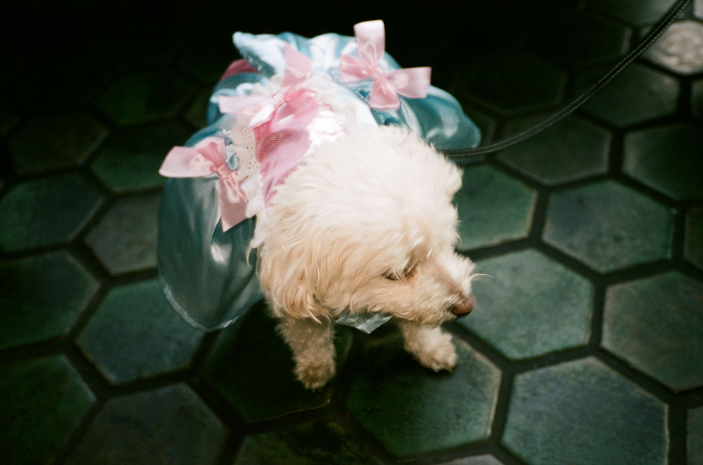 Adriana & Anthony's Wedding - Tessa Binder