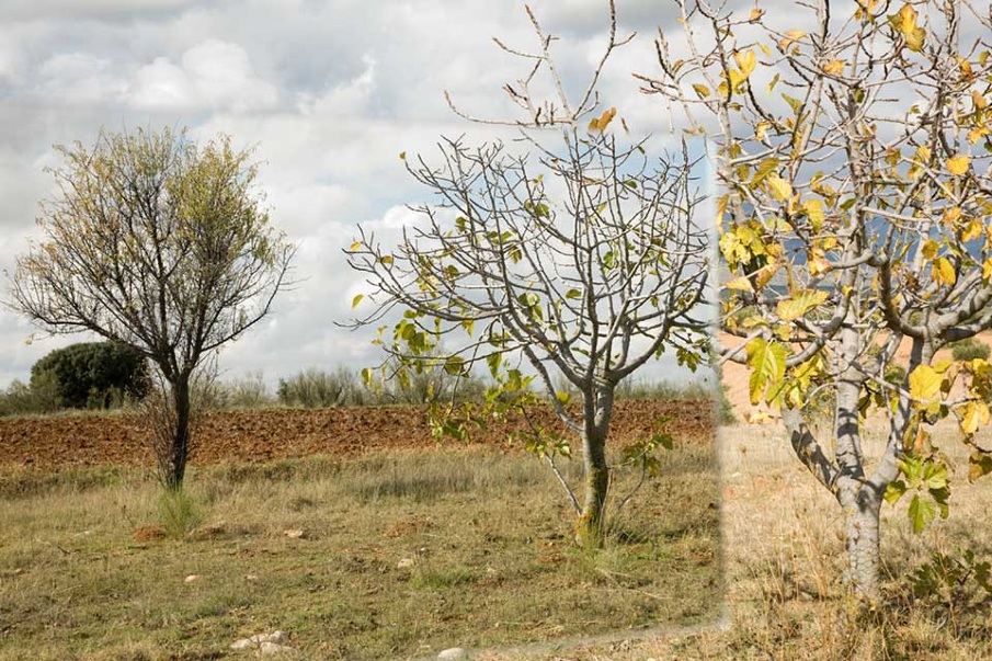 The ilusion of the Landscapes - Xenotopia, de lo desconocido a la ilusión de paisaje