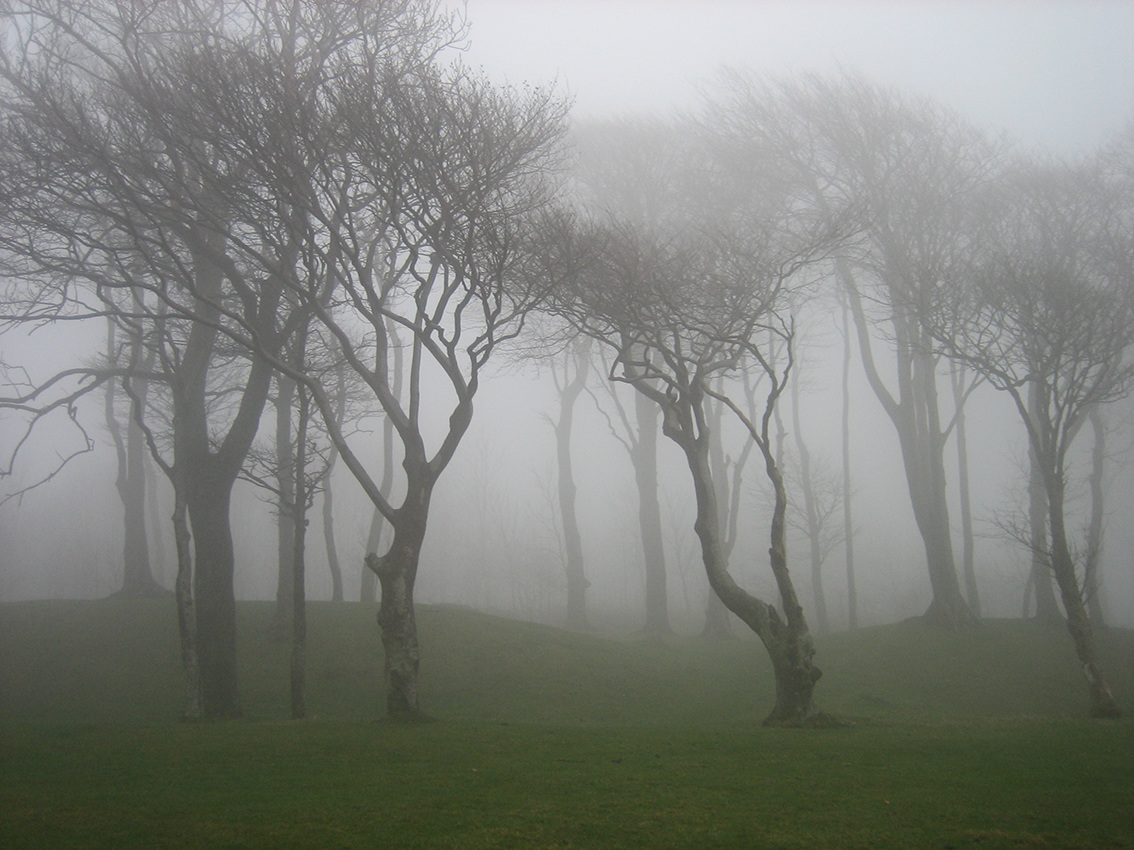 FORESTS OF VENICE - H.U