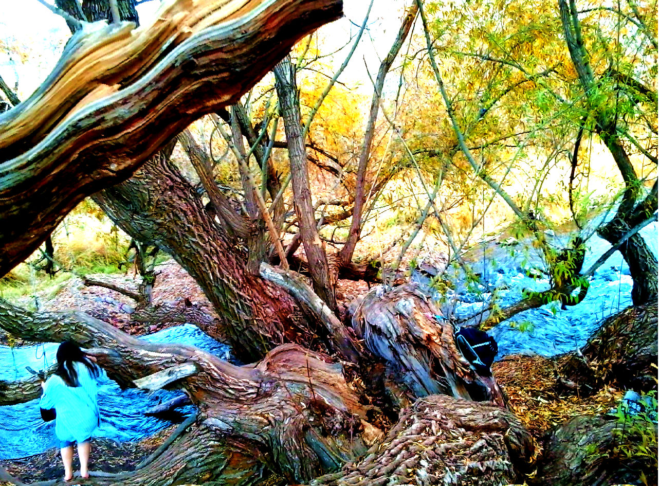 Cheyenne Richardson Art
