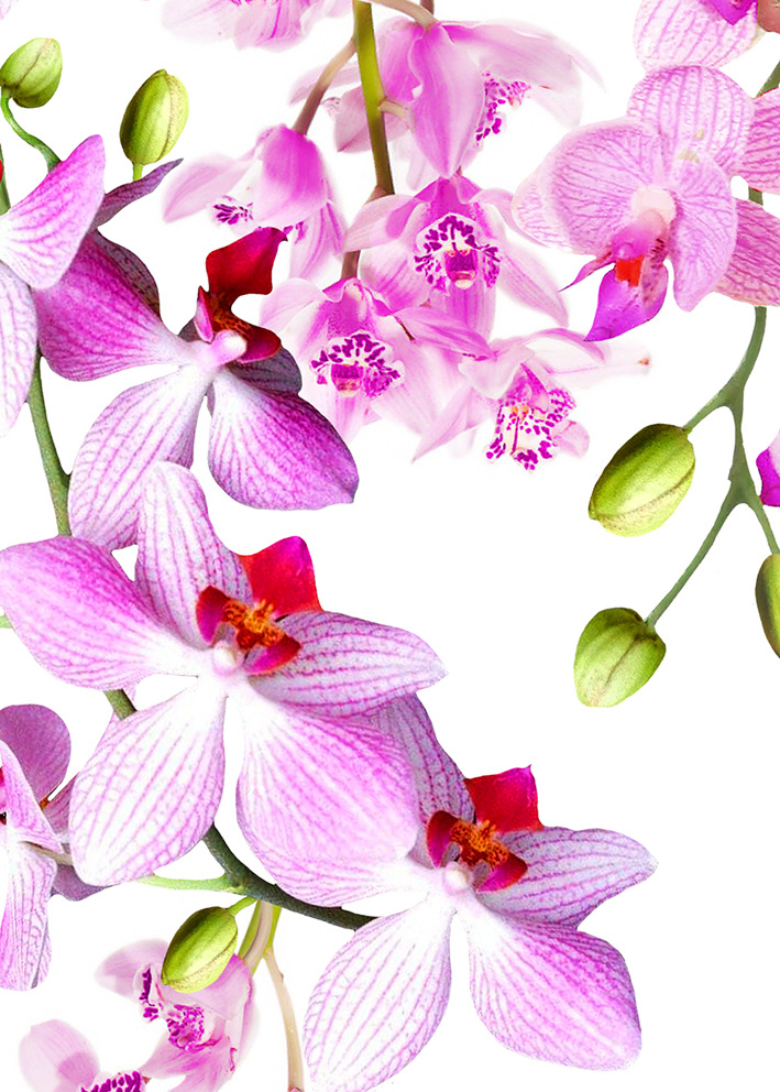 Photograpic orchid print very s/s 2016 - marisahopkins.com