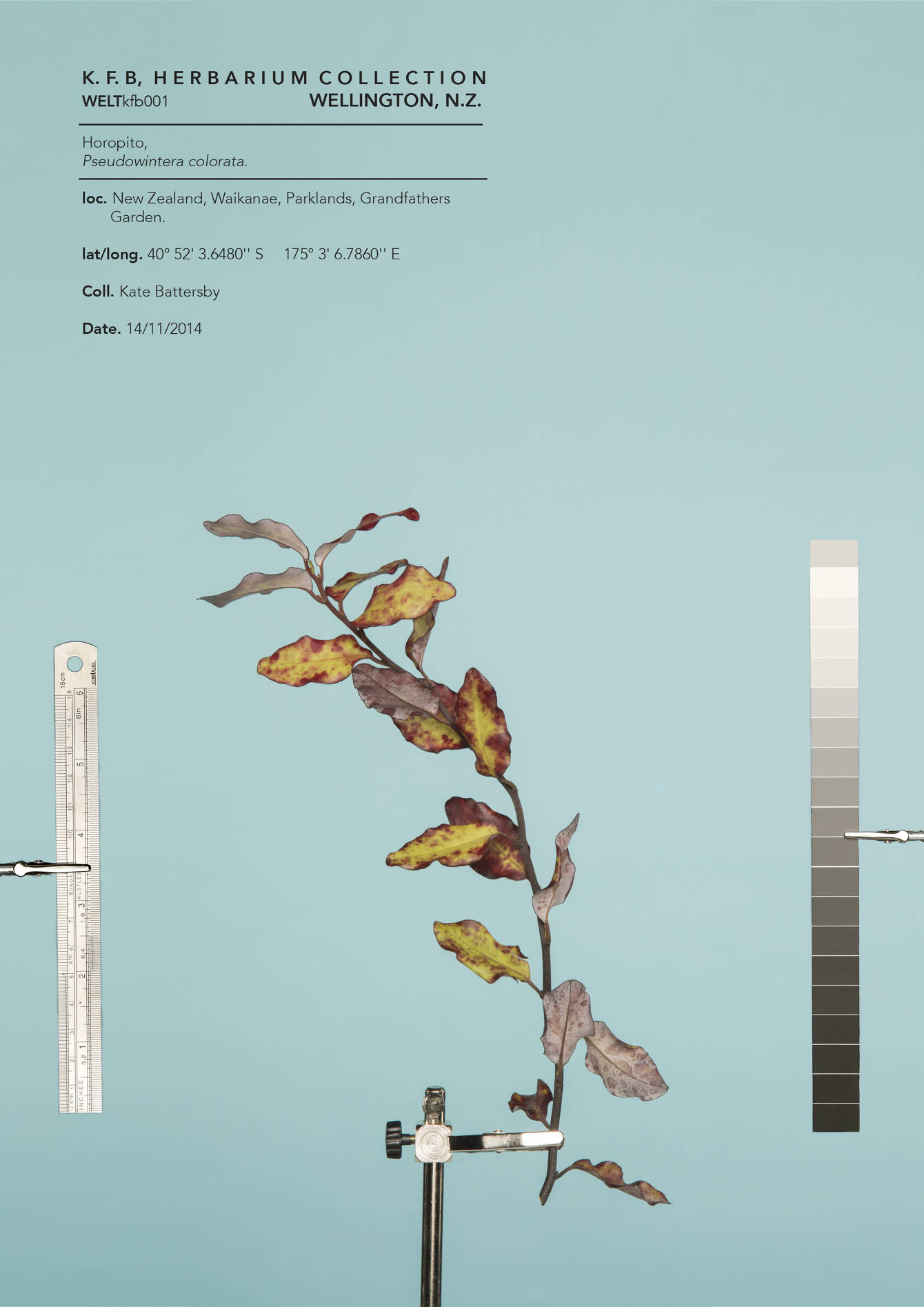 Te Rongoa Maori - KFB