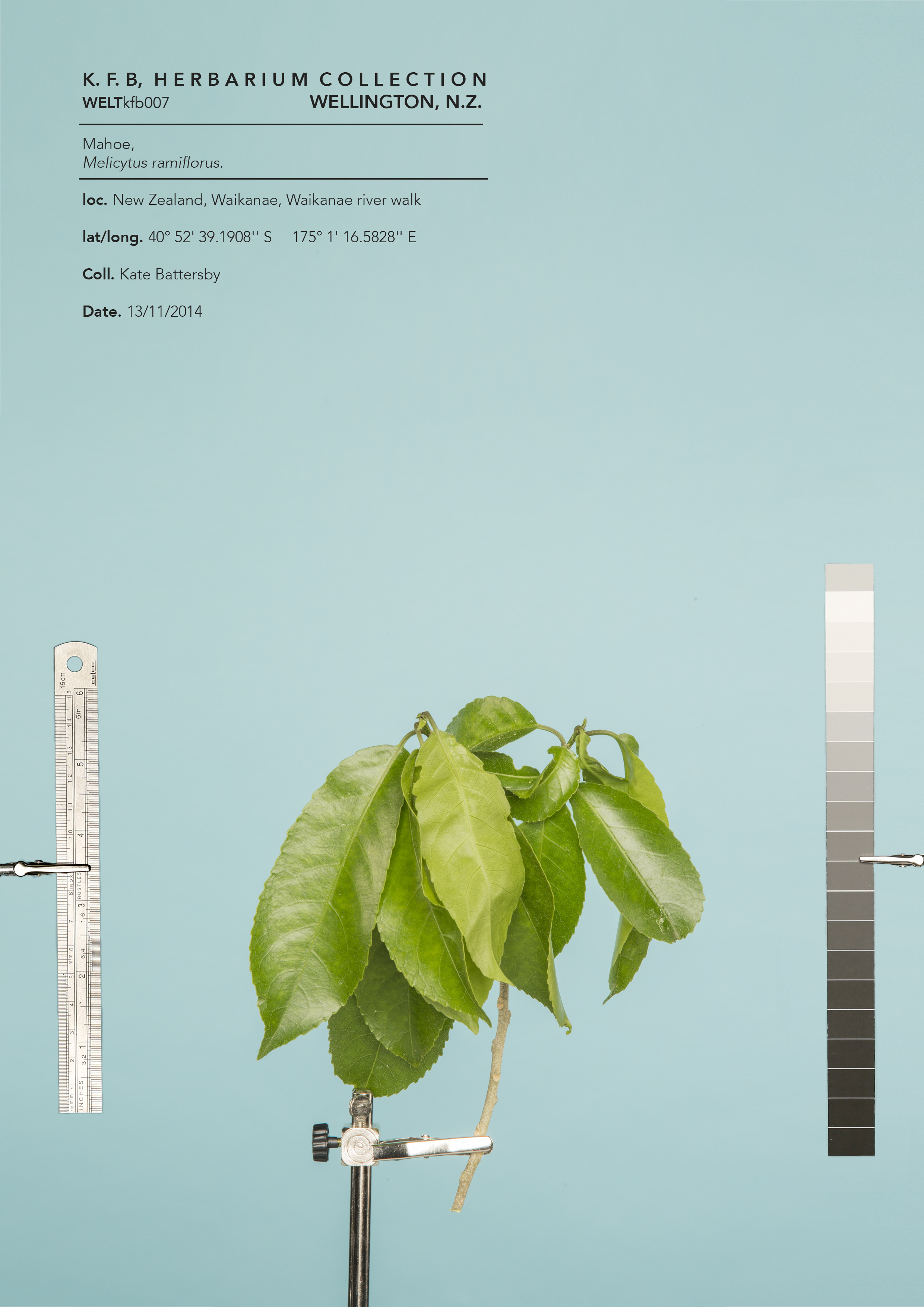 Te Rongoa Maori - KFB