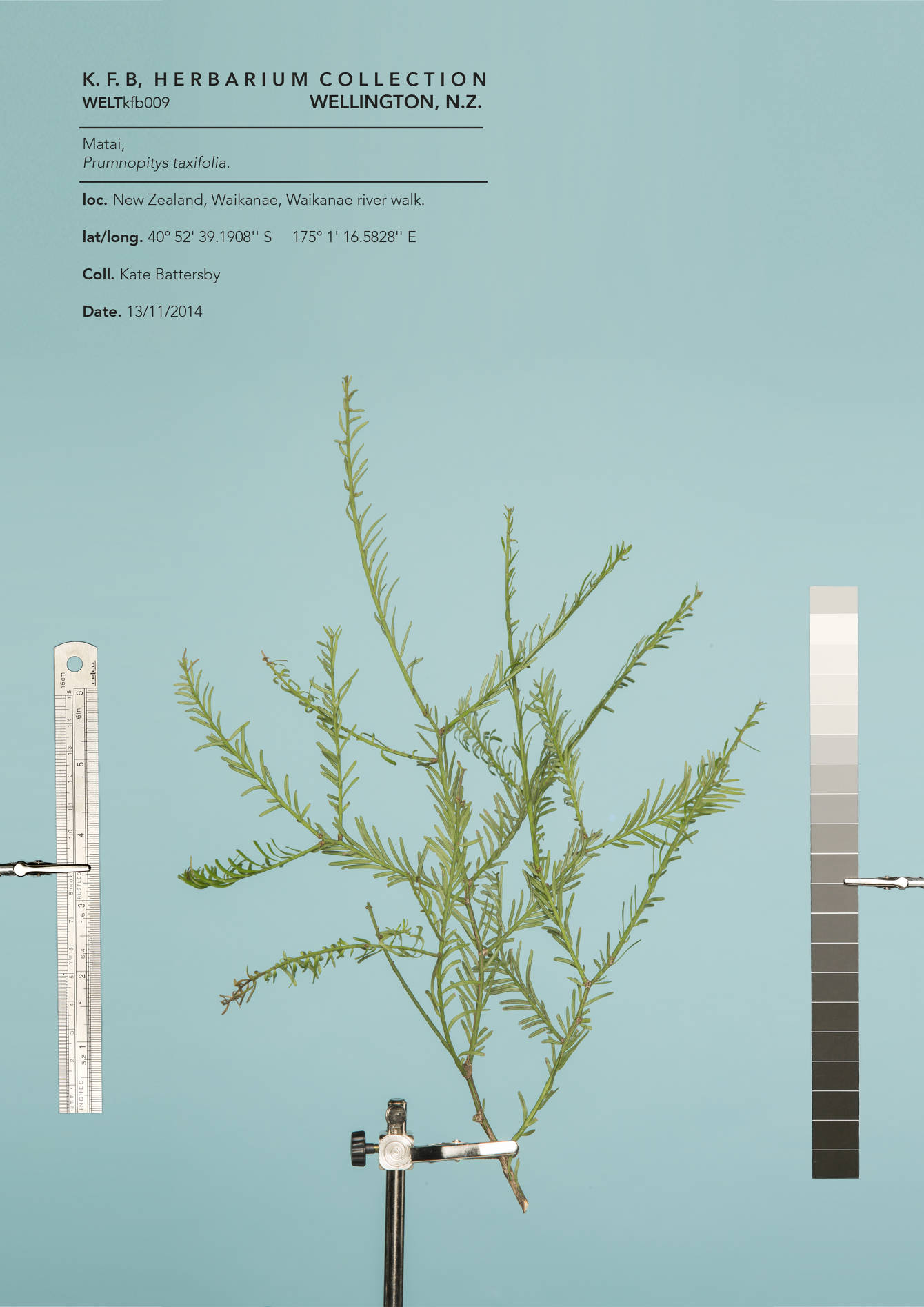 Te Rongoa Maori - KFB