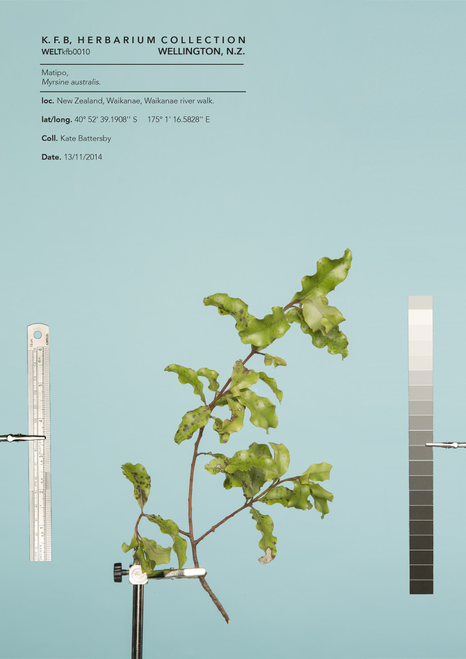 Te Rongoa Maori - KFB