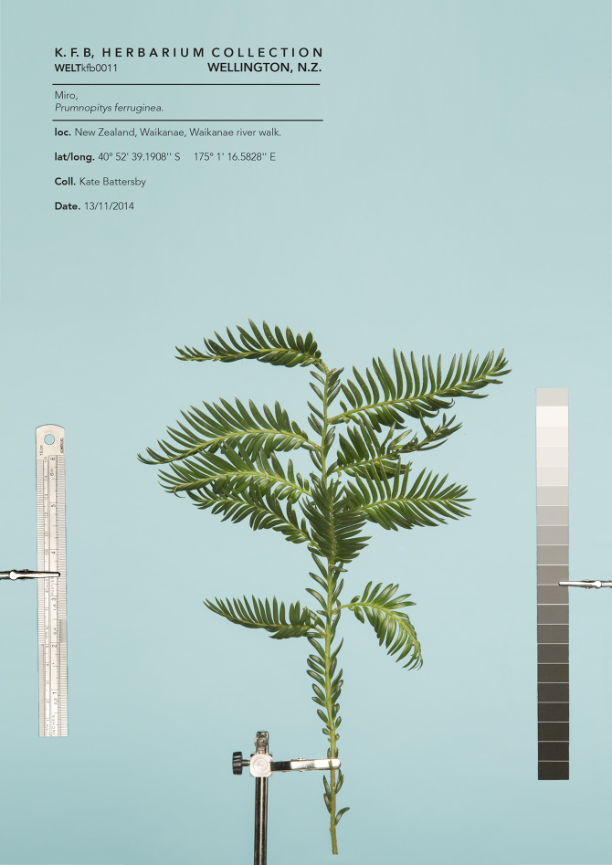 Te Rongoa Maori - KFB