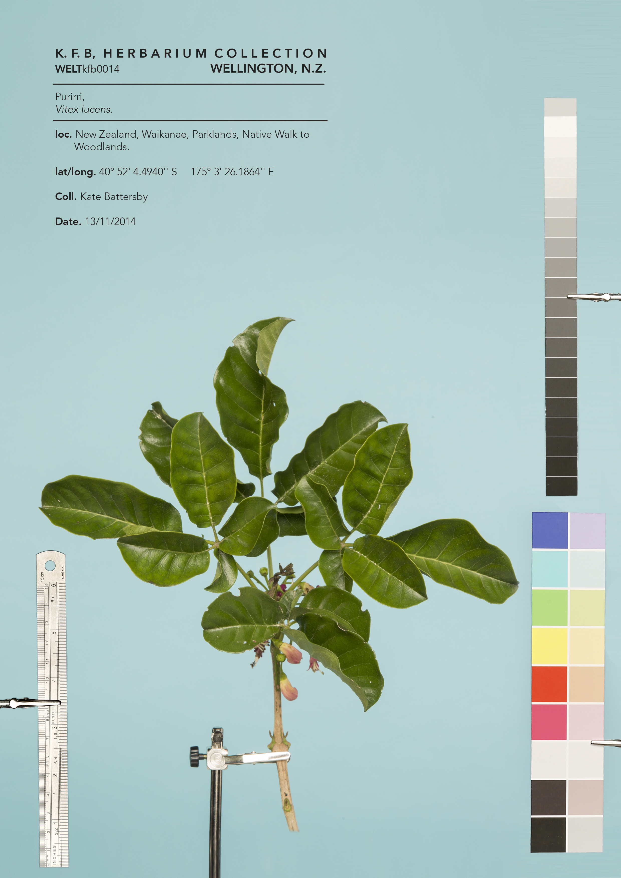 Te Rongoa Maori - KFB