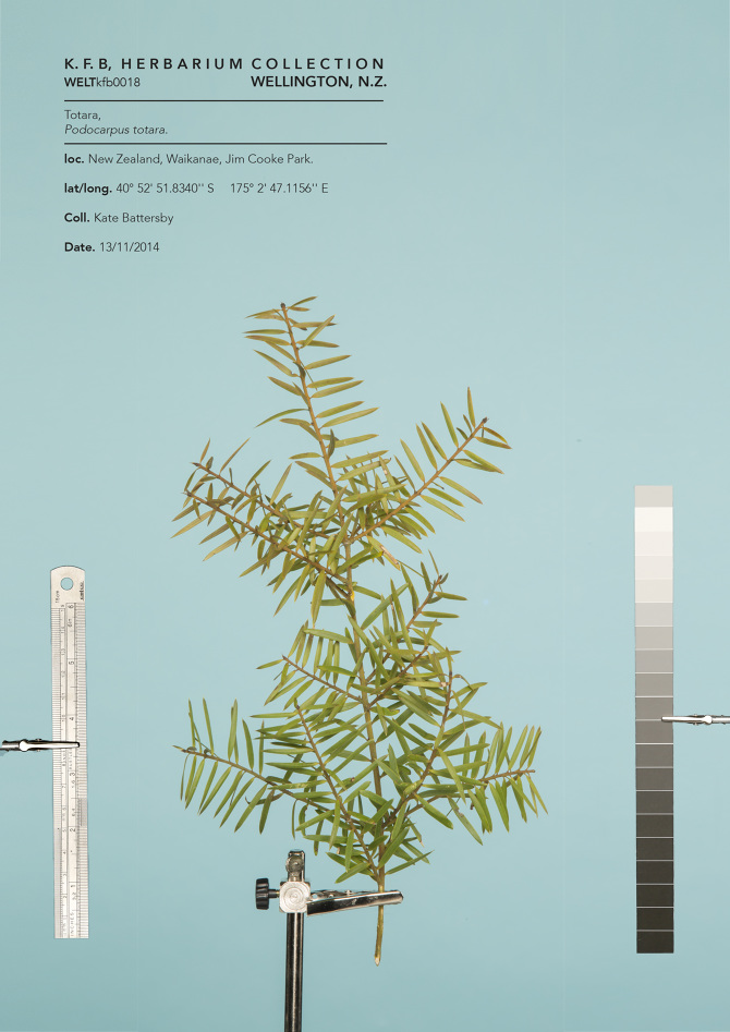 Te Rongoa Maori - KFB