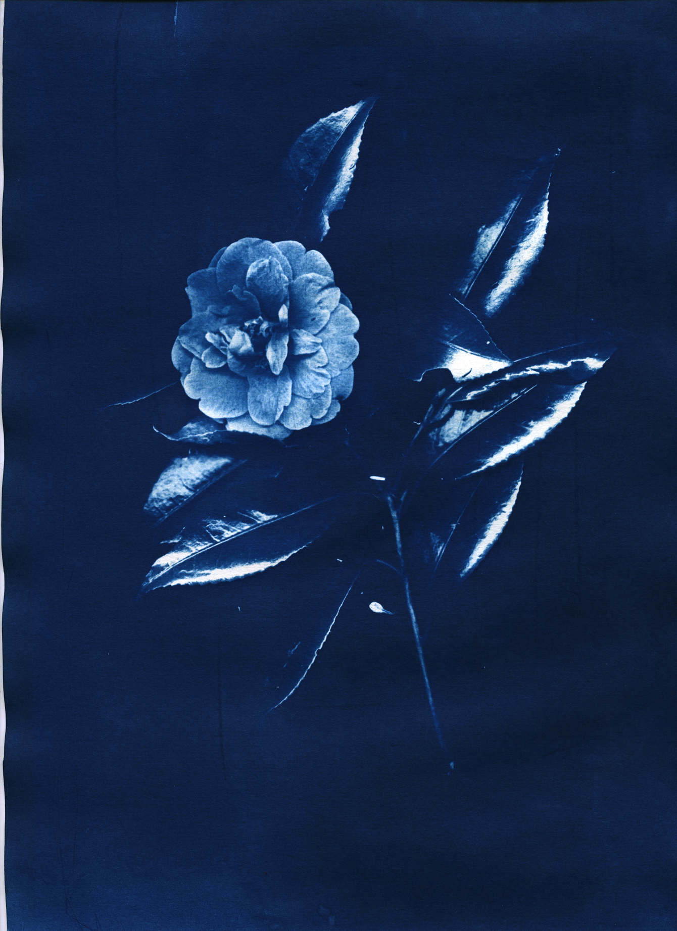 Flora Cyanotypes - KFB