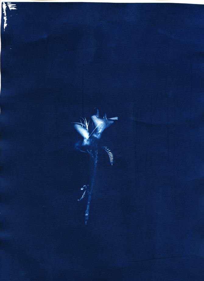 Flora Cyanotypes - KFB
