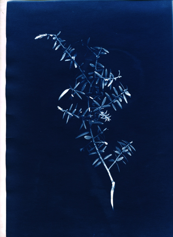 Flora Cyanotypes - KFB