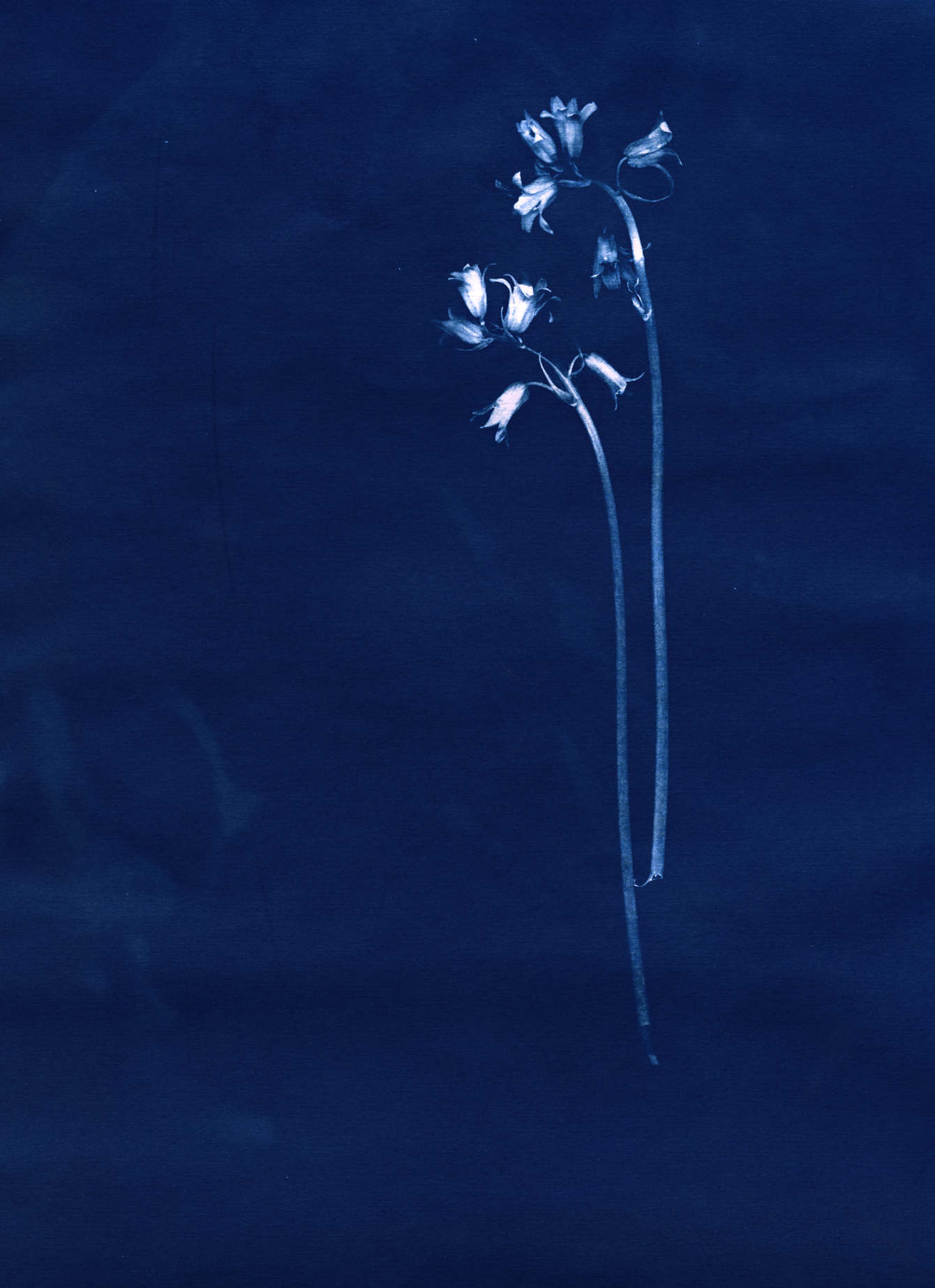 Flora Cyanotypes - KFB