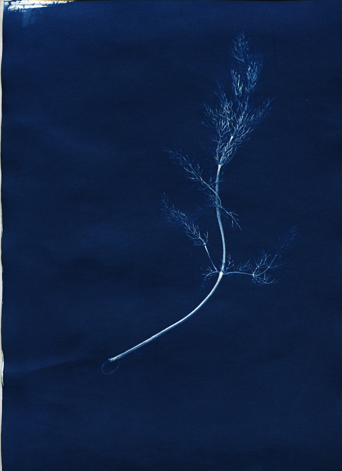 Flora Cyanotypes - KFB