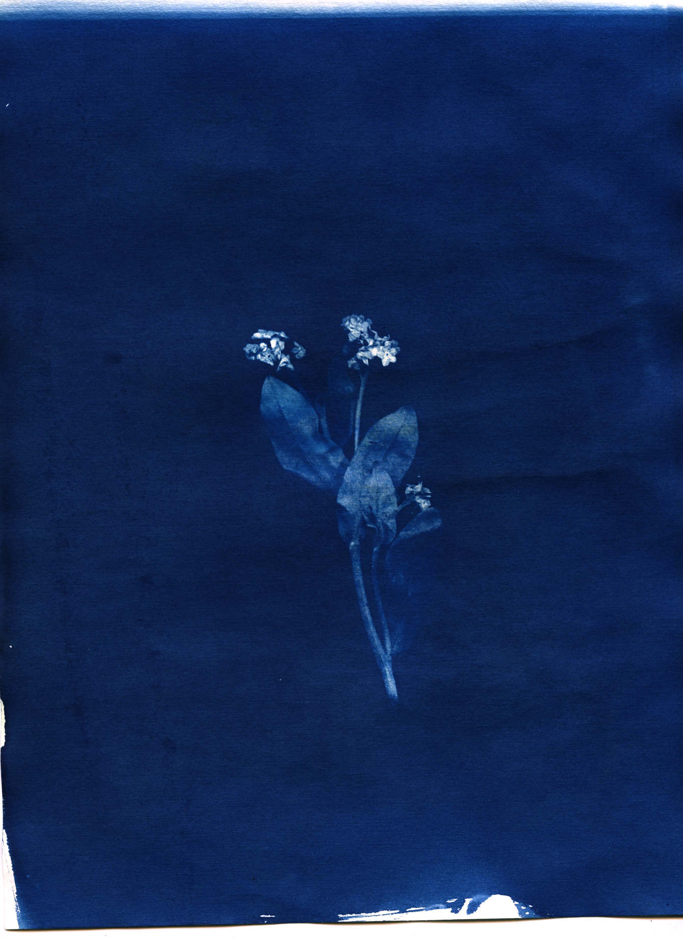 Flora Cyanotypes - KFB