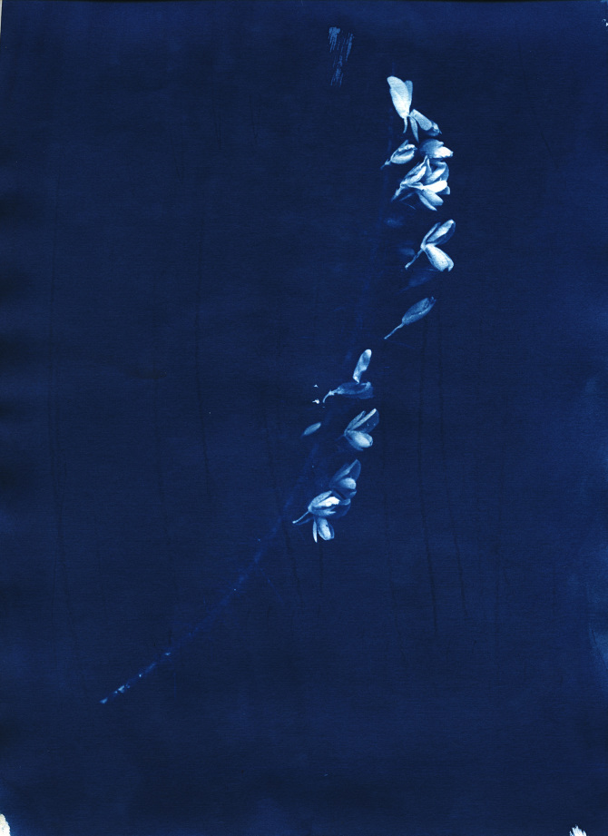 Flora Cyanotypes - KFB