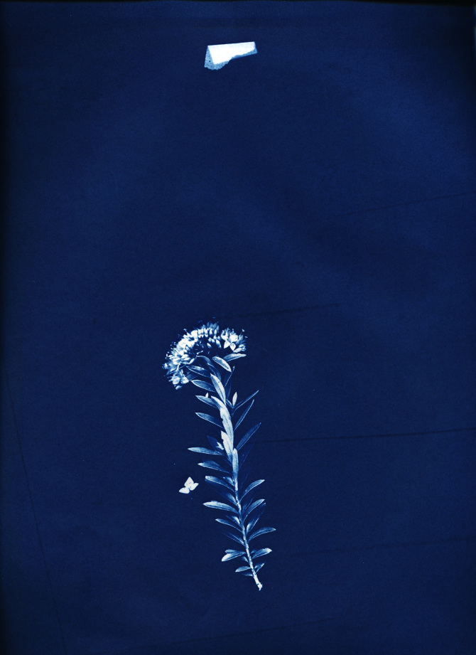 Flora Cyanotypes - KFB