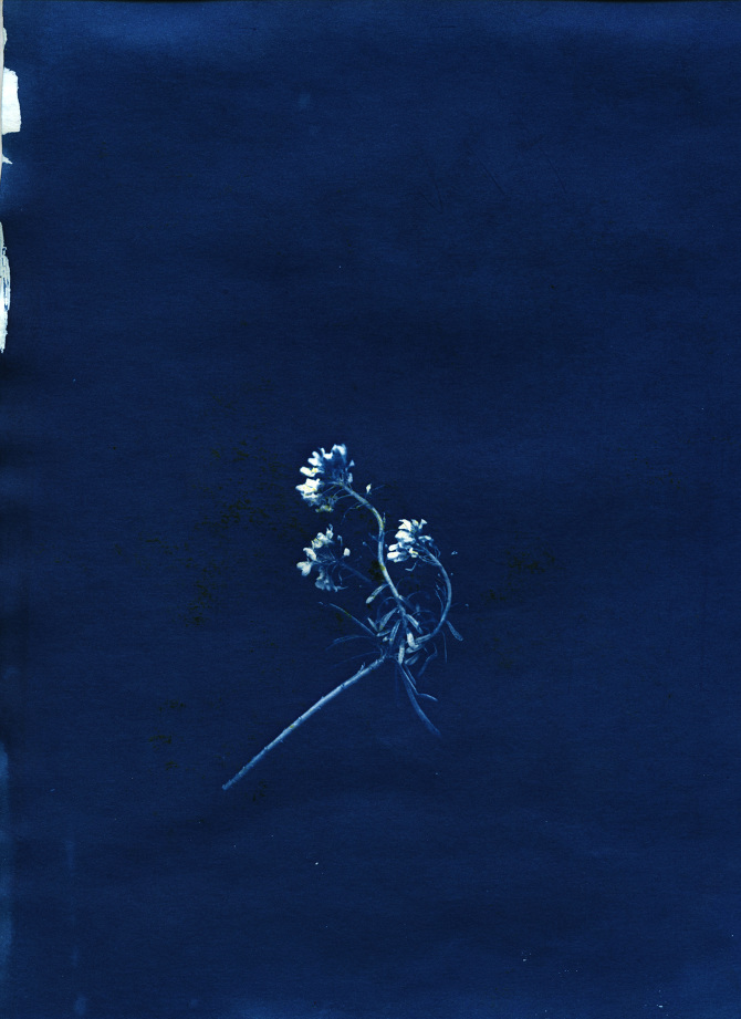 Flora Cyanotypes - KFB
