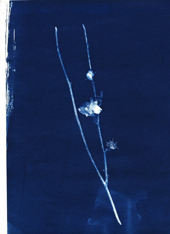 Flora Cyanotypes - KFB