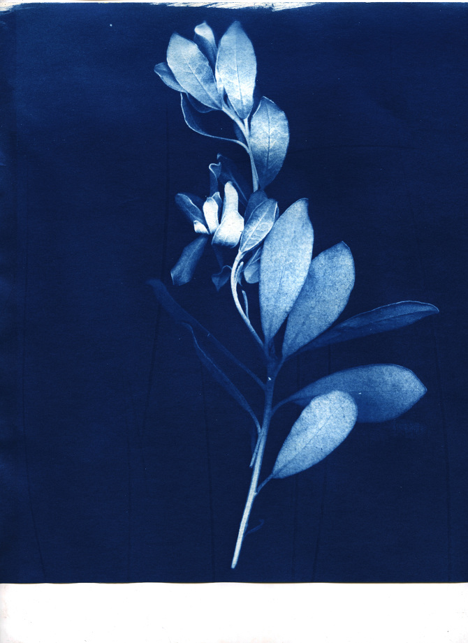 Flora Cyanotypes - KFB