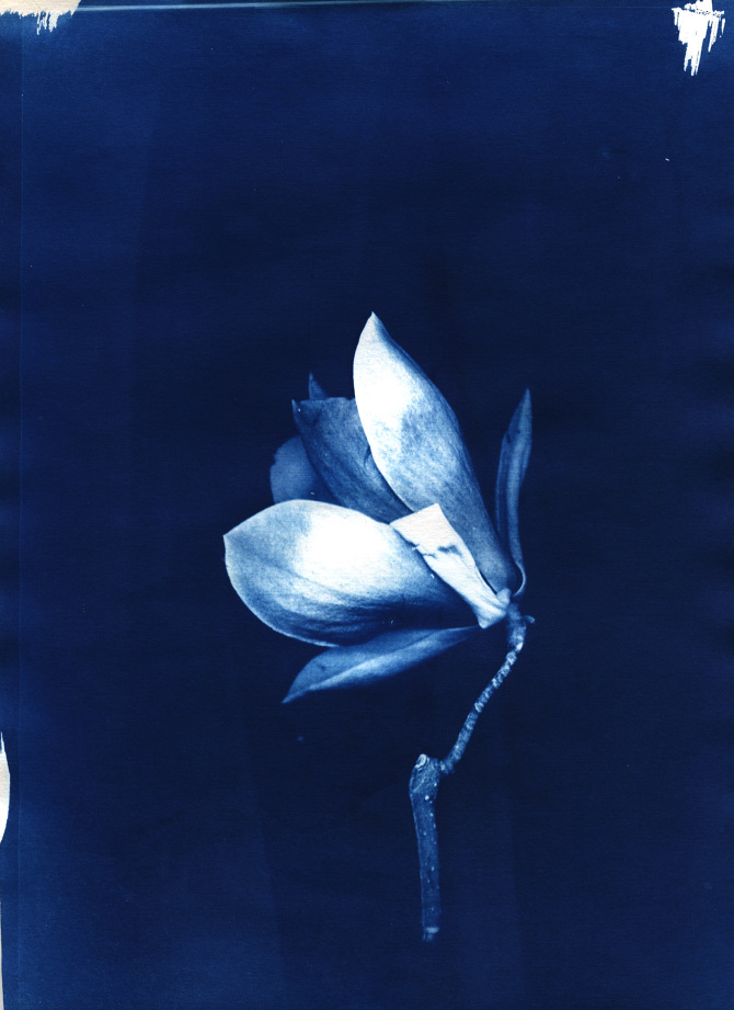 Flora Cyanotypes - KFB