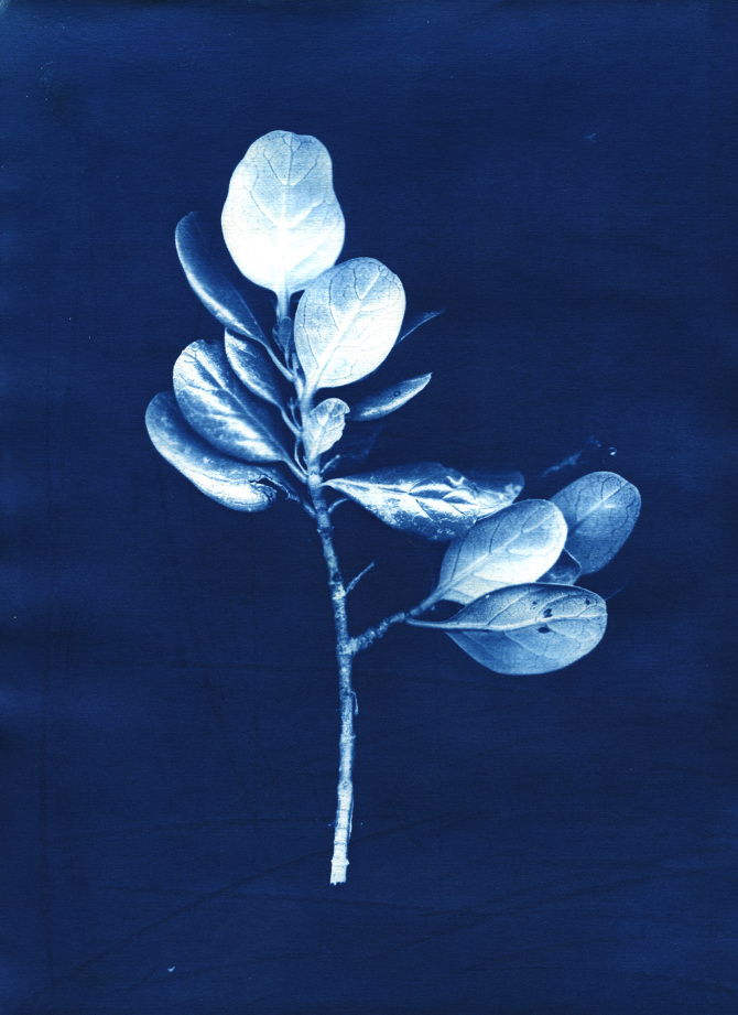 Flora Cyanotypes - KFB