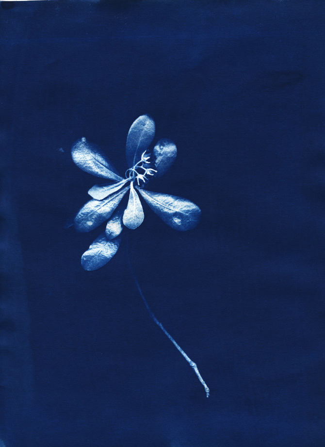 Flora Cyanotypes - KFB