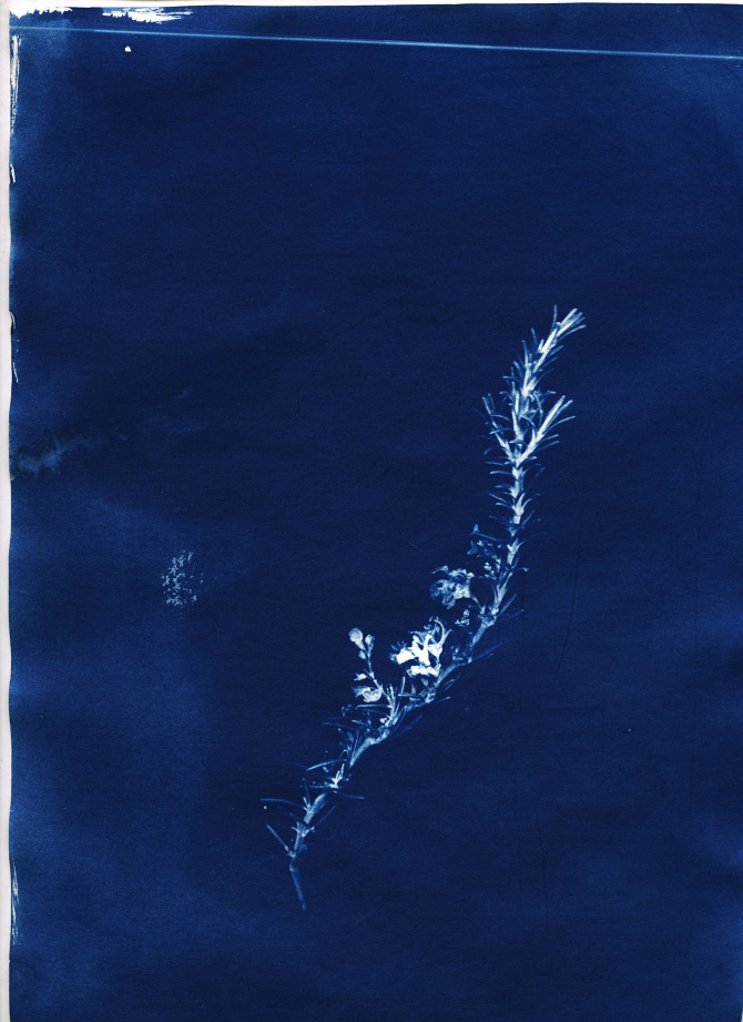 Flora Cyanotypes - KFB
