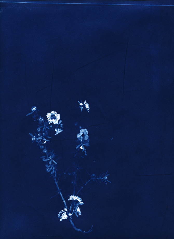 Flora Cyanotypes - KFB