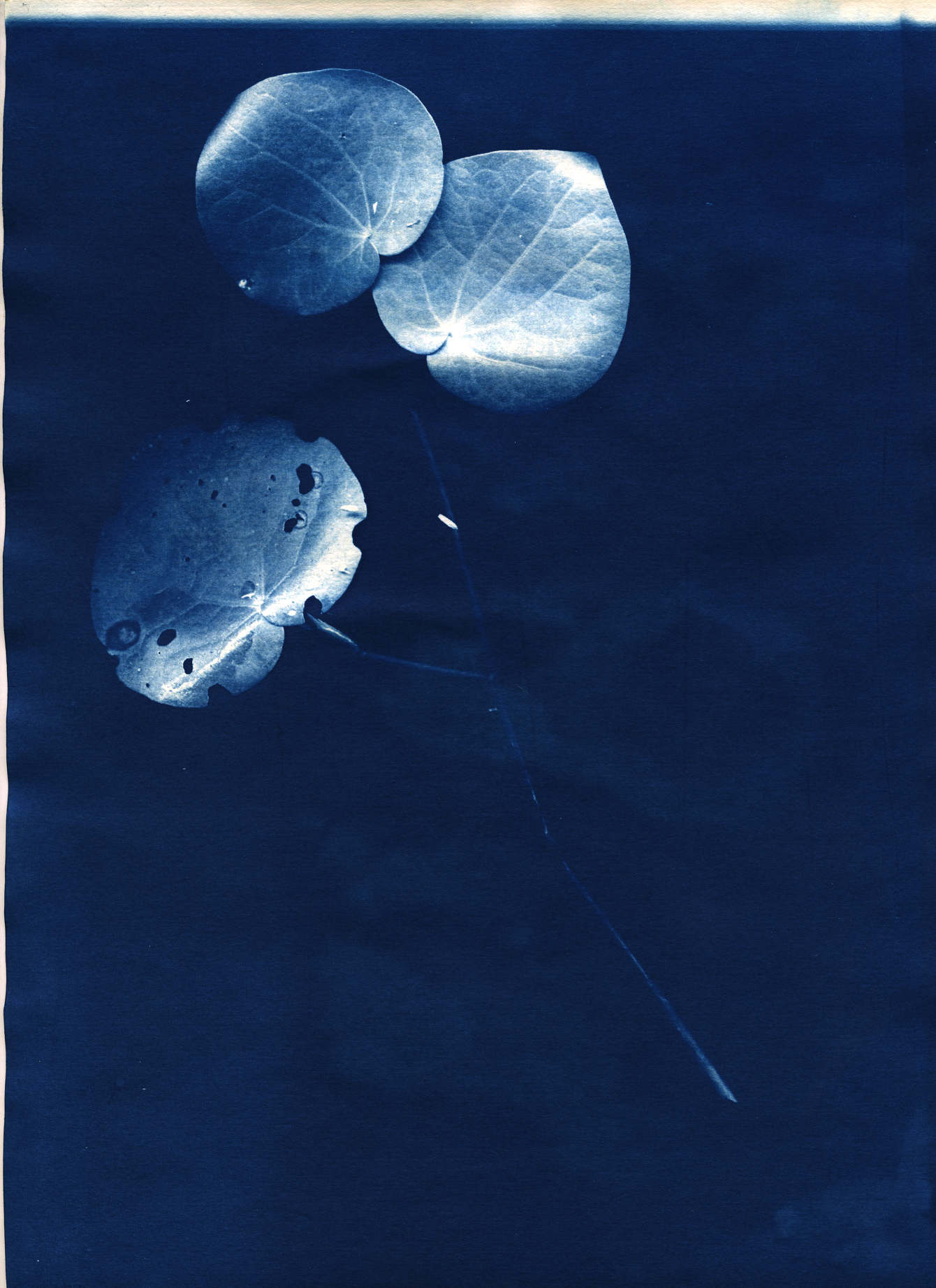 Flora Cyanotypes - KFB