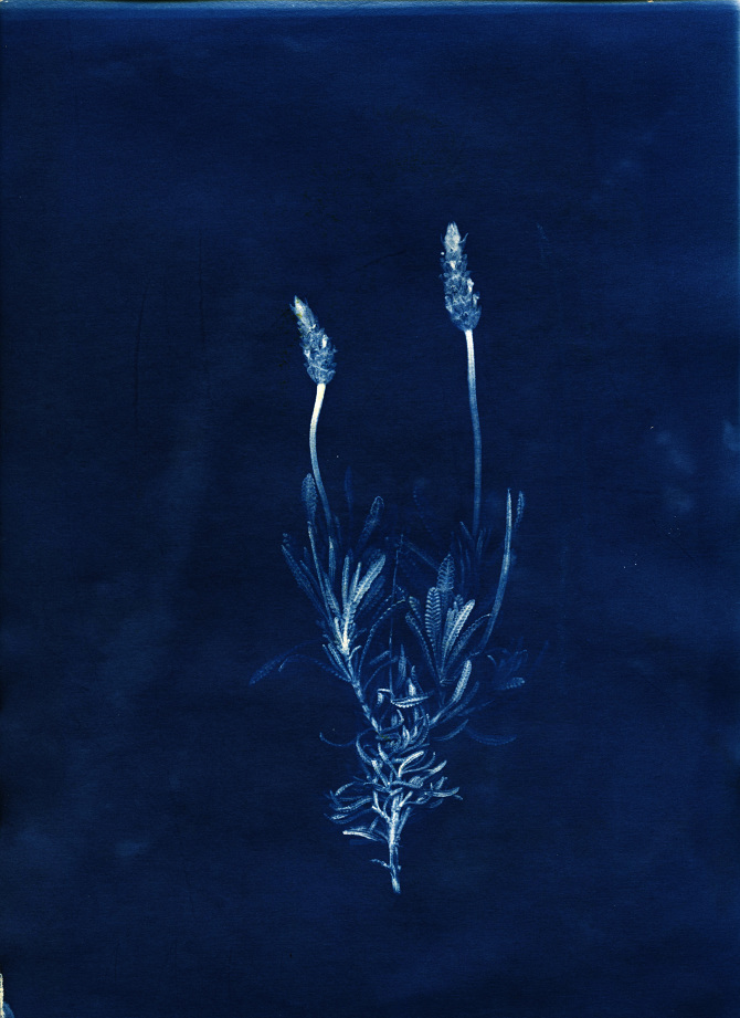Flora Cyanotypes - KFB